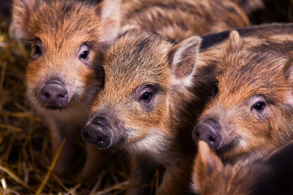 Le Rieur Sanglier - Terroir et Saveurs du Québec